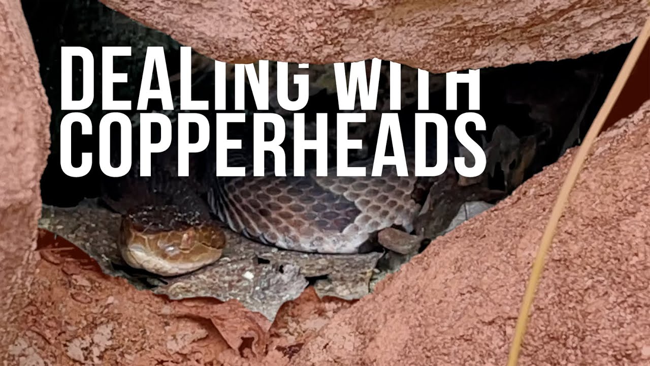 Dealing With Copperheads | ON Three