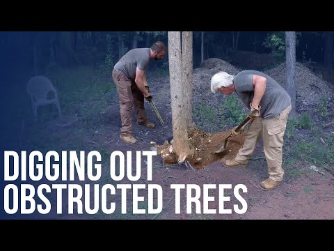 Digging Out Obstructed Trees | Forest To Farm